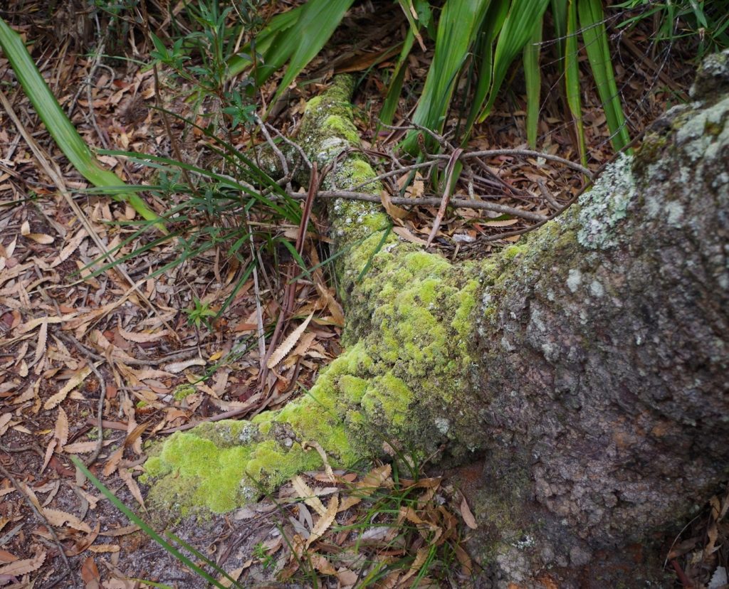 Wodi Wodi track – Forest Way – Sublime Point | Sydney University ...