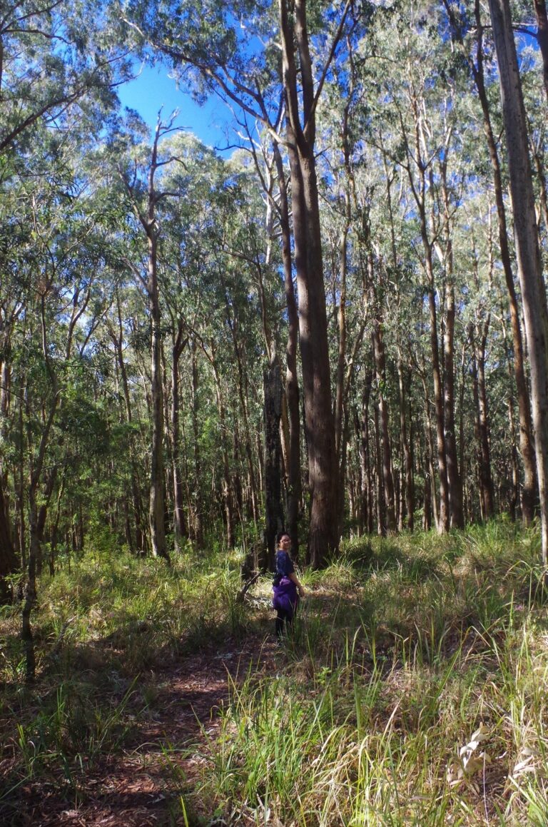 Mount Royal National Park | Sydney University Bushwalkers