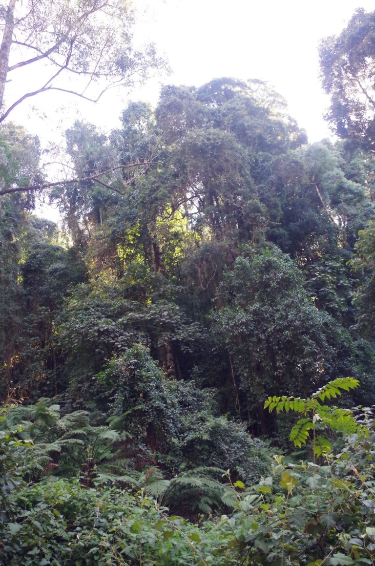 Mount Royal National Park | Sydney University Bushwalkers