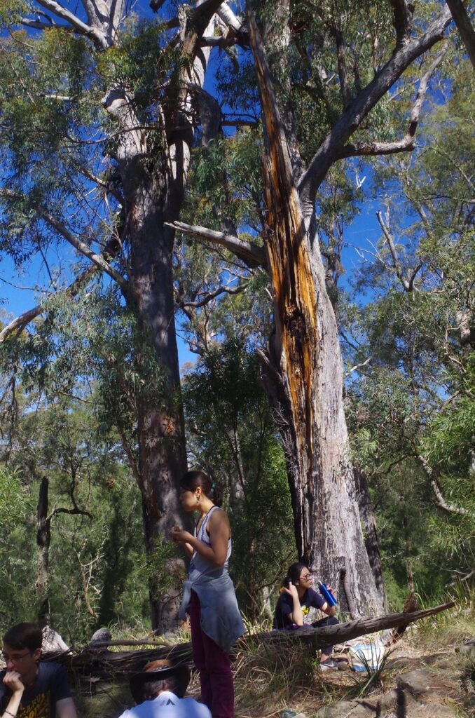 Mount Royal National Park | Sydney University Bushwalkers