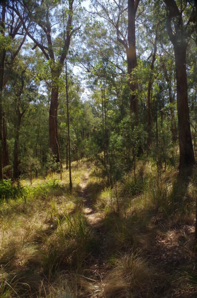 Mount Royal National Park | Sydney University Bushwalkers