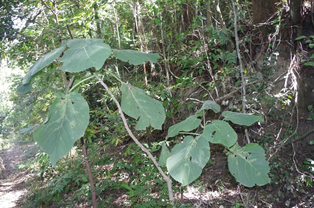Mount Royal National Park | Sydney University Bushwalkers