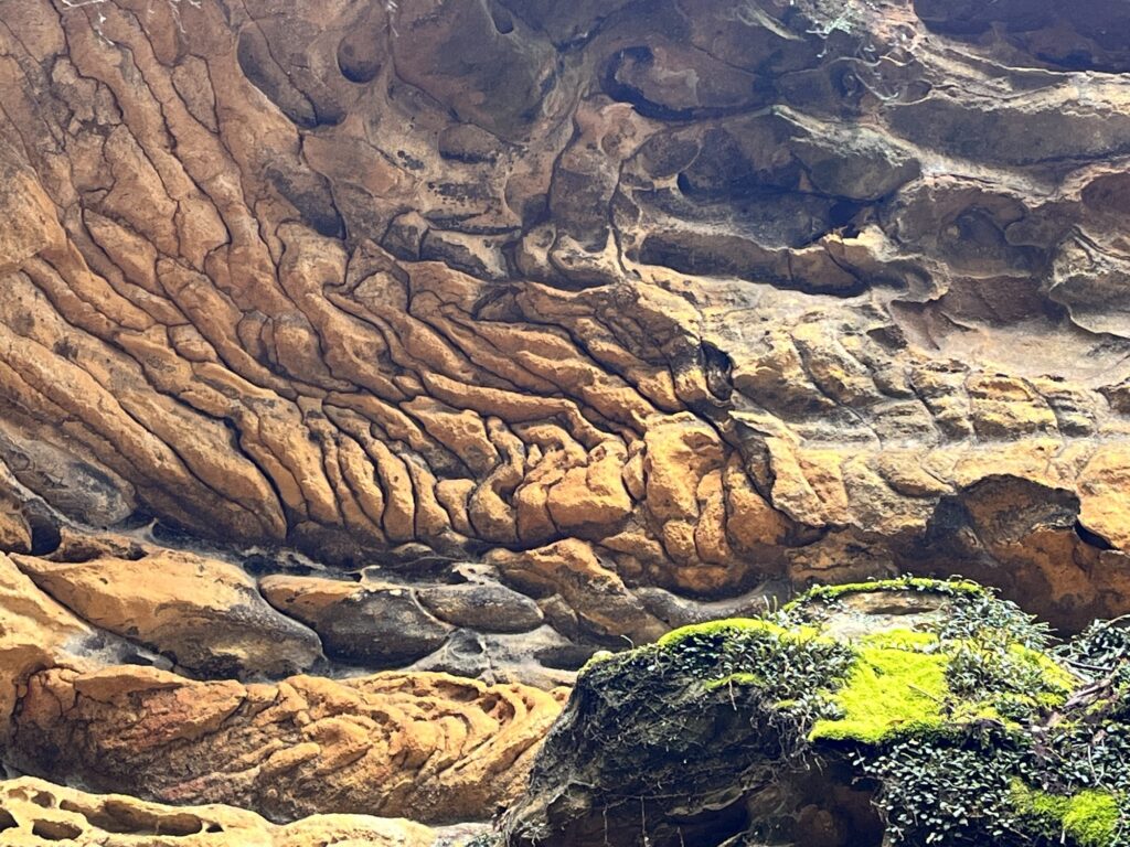 Dry Canyon Wollemi National Park | Sydney University Bushwalkers