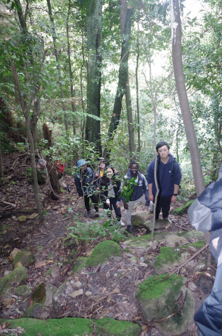 Mt Victoria-Mt Piddington-Fairy Bower- Pulpit Rock tracks | Sydney ...