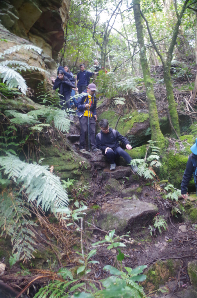 Mt Victoria-Mt Piddington-Fairy Bower- Pulpit Rock tracks | Sydney ...